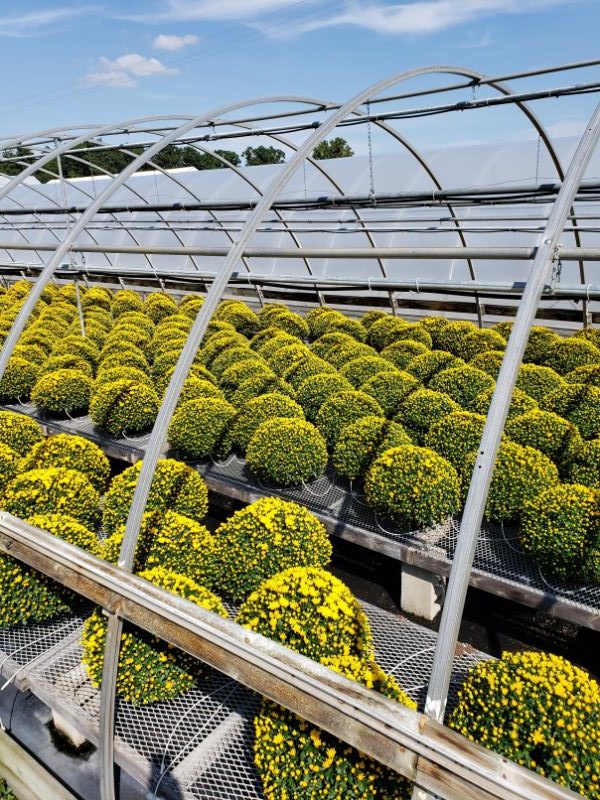 Garden Center | Fall Flowers | Schwartz Greenhouse