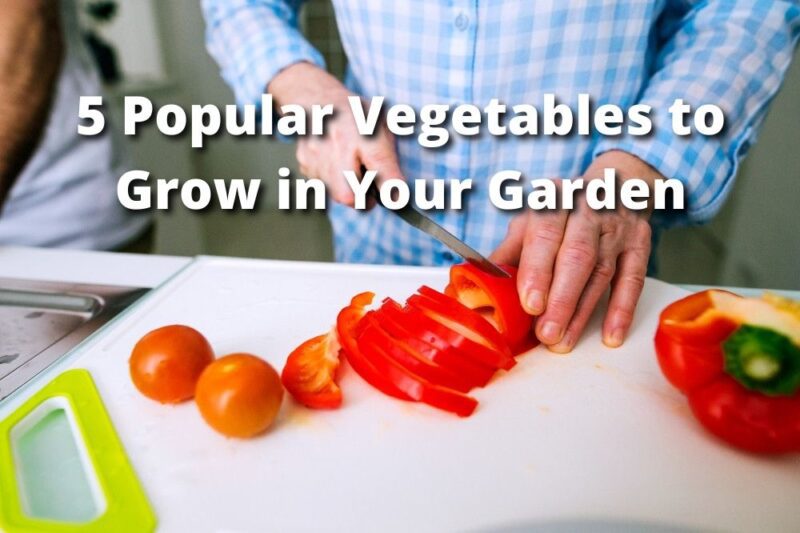 5 Popular Vegetables to Grow in Your Garden