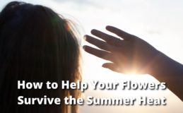How and When to Fertilize Your Annuals - Schwartz Greenhouse