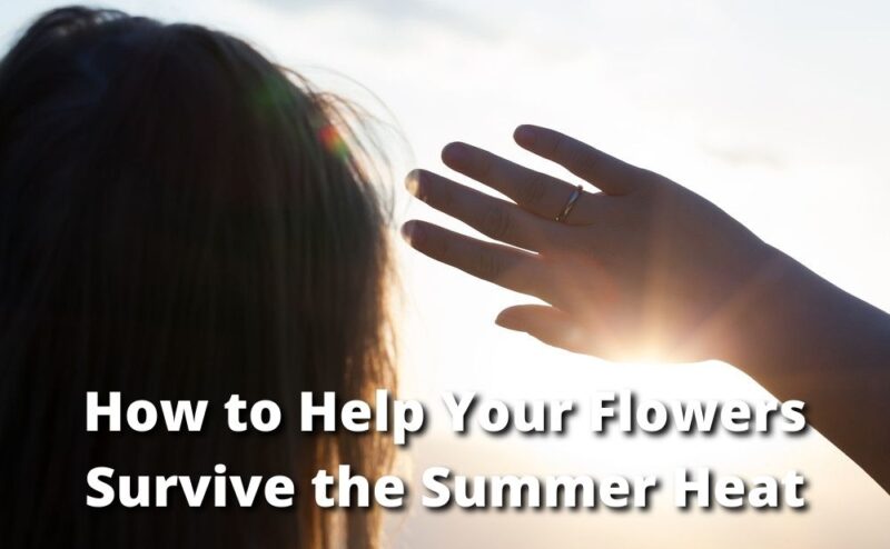 How to Help Your Flowers Survive the Summer Heat
