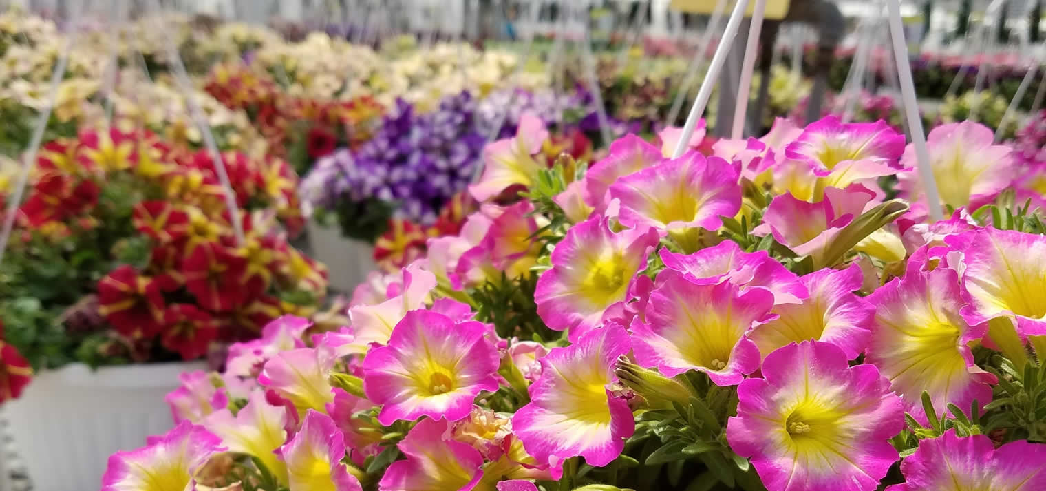 Celebrate Spring & Summer at Schwartz Greenhouse - Schwartz Greenhouse